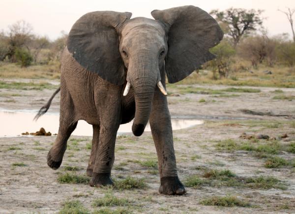 Encyclopedia: Elephant Running