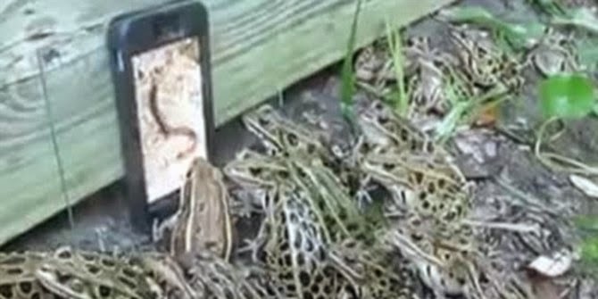 Unique Video : Leopard frog swarm iPhone
