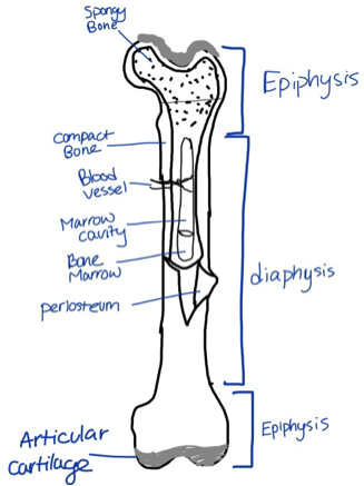 IB SEHS- The Survival Book: 1.1.4