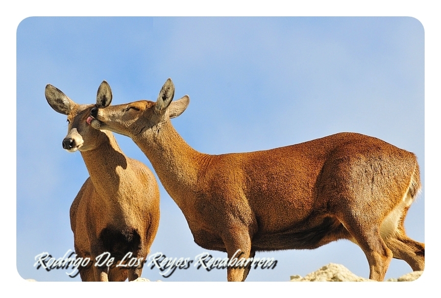 PATAGONIA EN ROJO: HUEMULES (madre y cría)