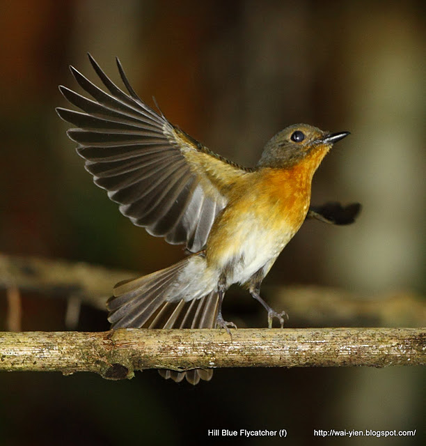 five best bird photo ~ Help you to be photographer