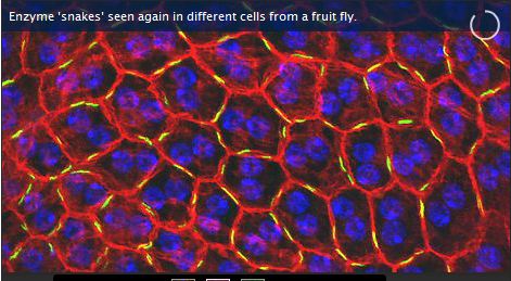 Curious Microscopic "Snakes" Invading Human Cells | Health | Before It ...