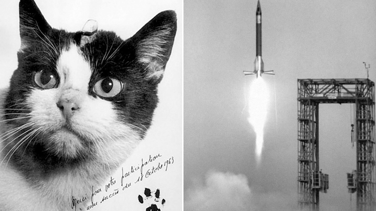 The first cat in outer space
