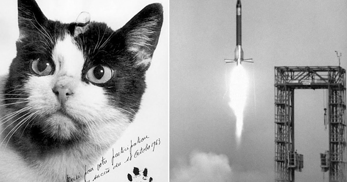 The first cat in outer space | The Planet Today News From The World.