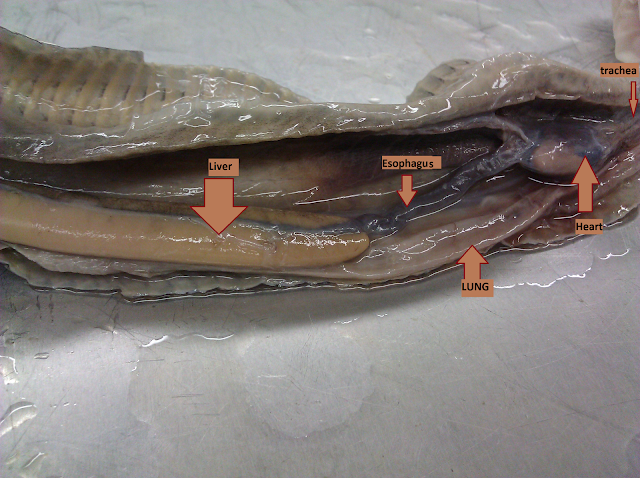 Bio 324 Vert Zoo CSULB: Snake Dissection