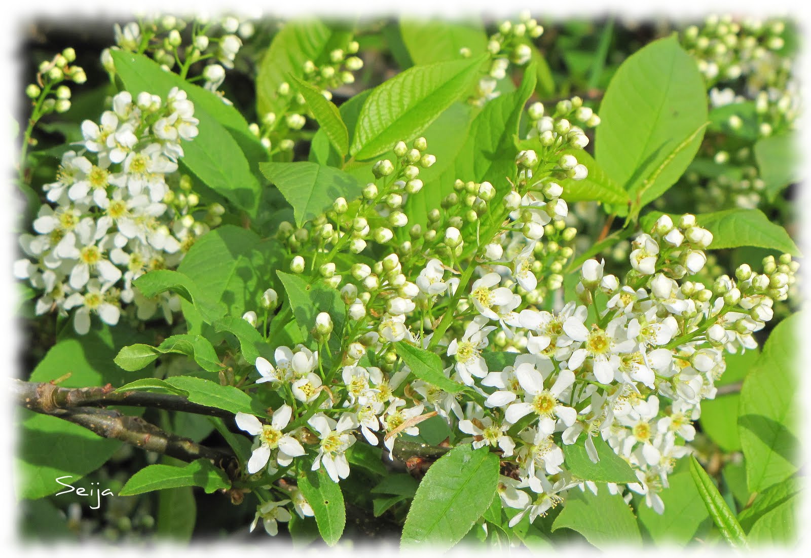 Luontohetkiä: Tuomi tuoksuu