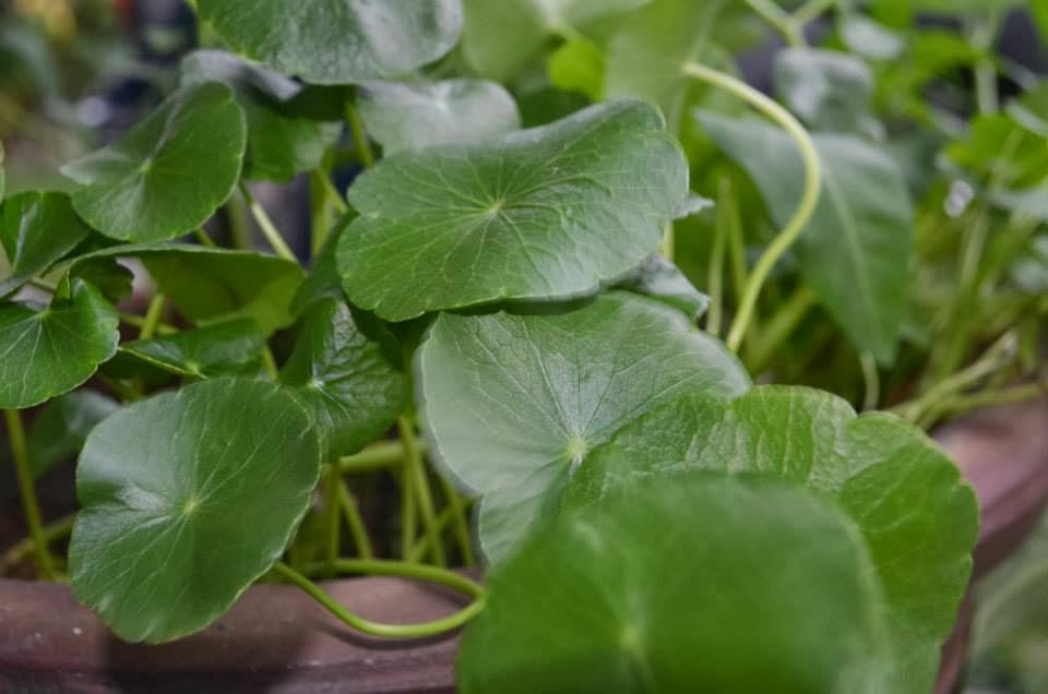 from my garden: Pegaga