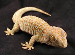 BORNEO DIGEST: NASIB PEMBURU TOKEK