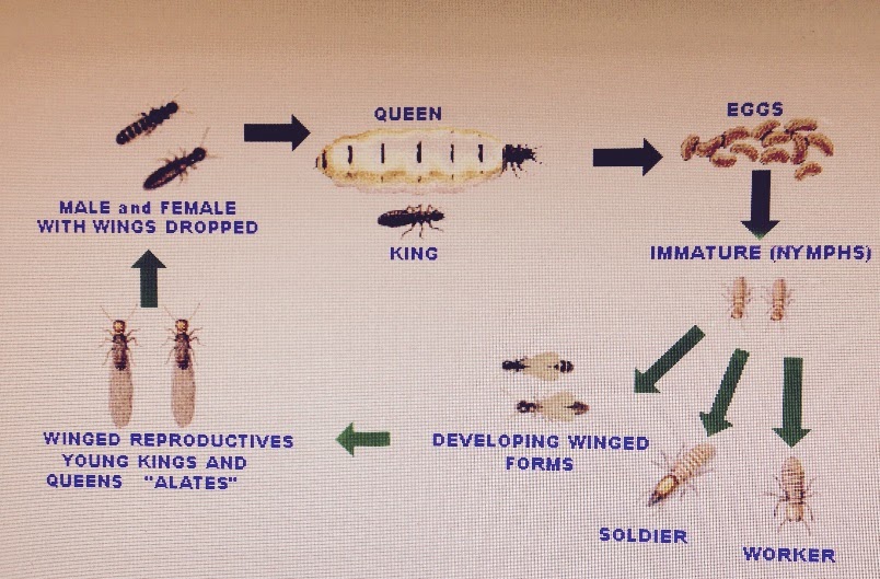 How do I identify Termites: How do I know if I have Termites