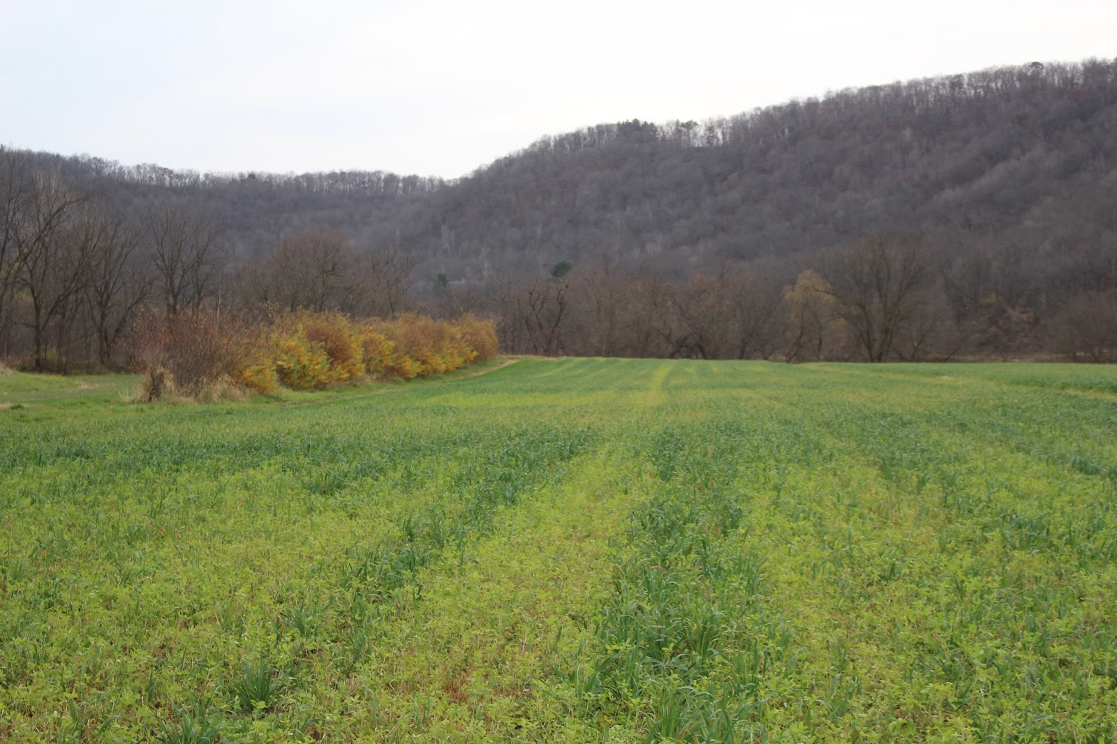 Harmony Valley Farm: Cover Crops 101….Keep it Covered!