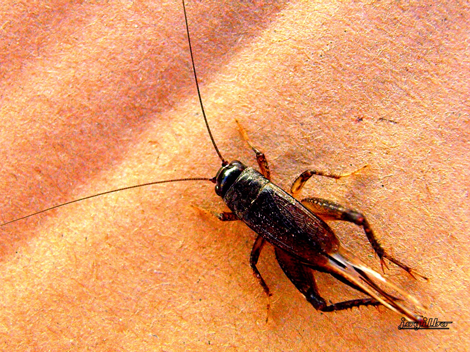 benquerer: Grilo-doméstico (Acheta domesticus)