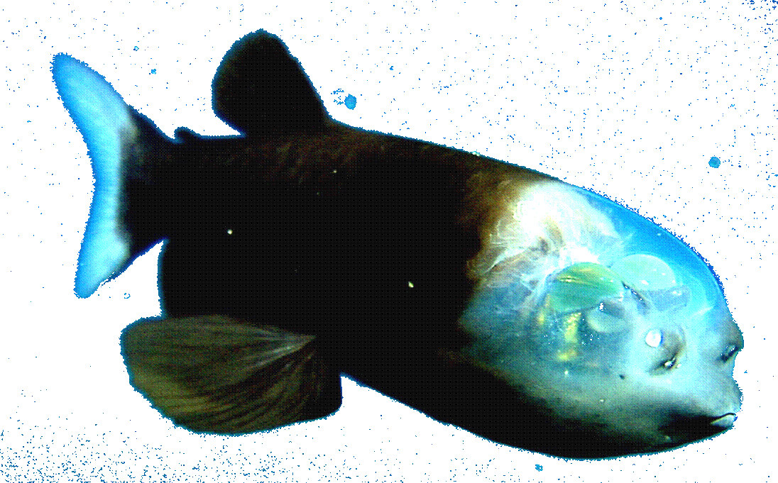 Aquatilium: Macropinna microstoma