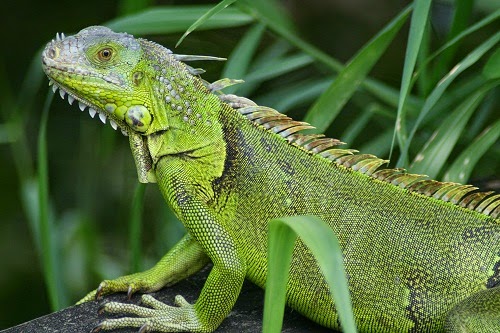 Fakta Tentang Hewan Iguana - Natural dan Indah