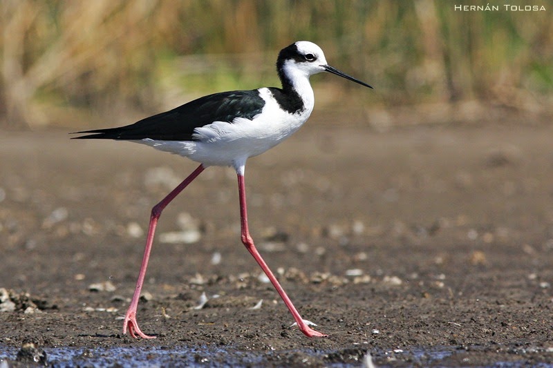 Aves Bonaerenses: Tero real (Himantopus melanurus)