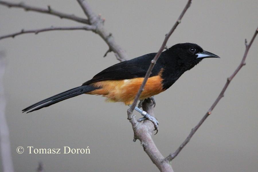 Laberinto en extinción: Turpial de Monserrat (Icterus oberi)