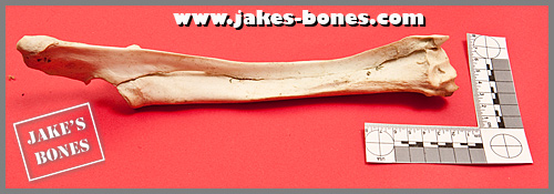 Lisa, my old red deer hind skeleton : Jake's Bones