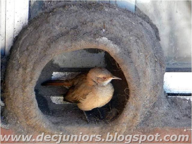 Cosas para compartir: El Hornero: construyendo su nido