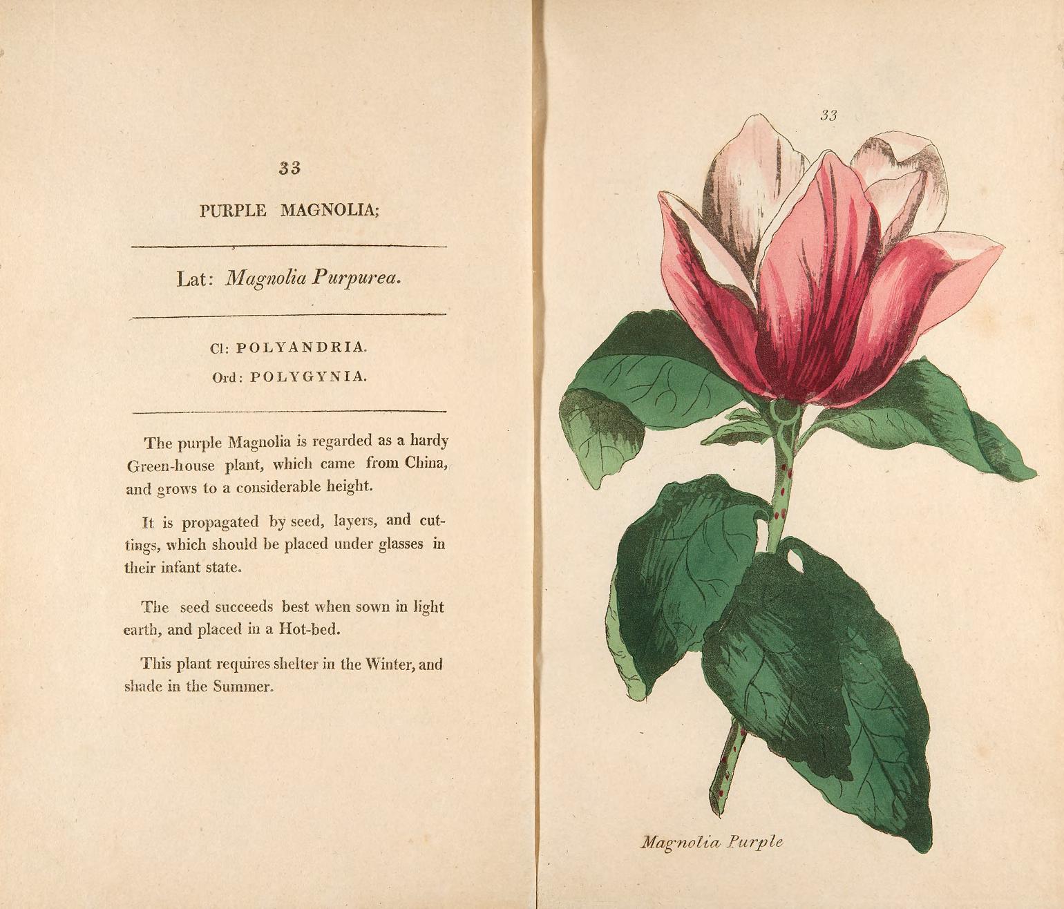 Botanical Art Study: Free Botanical illustration Books