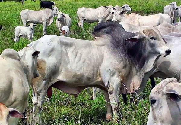 Introduction to Cattle Production Technologies