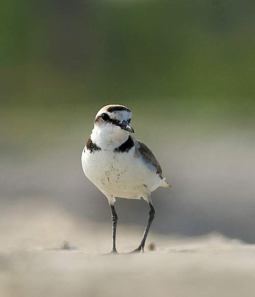 Kentish plover | Birds of India | Bird World