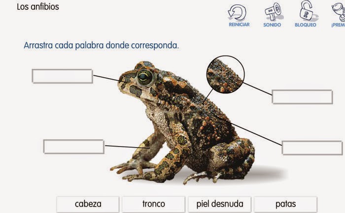 La ventana de mi clase. 1º de Primaria: Los peces, los reptiles y los ...