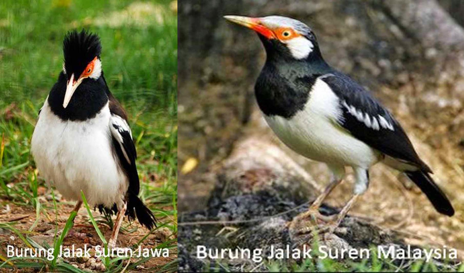 Semua Tentang Jalak Suren