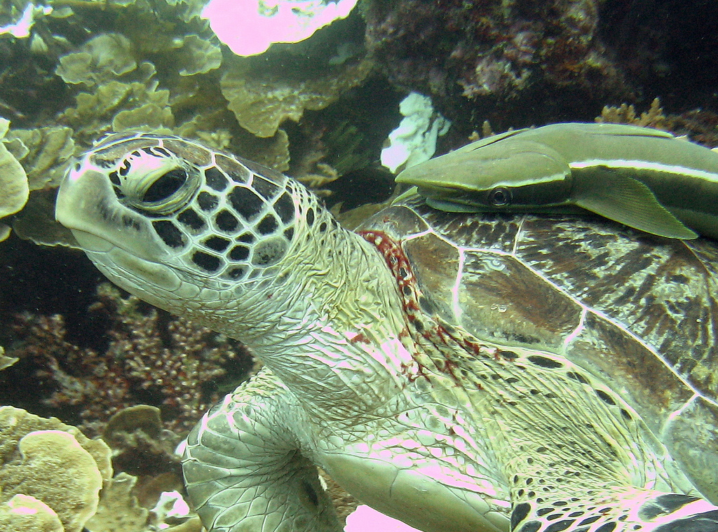 Real Monstrosities: Remora