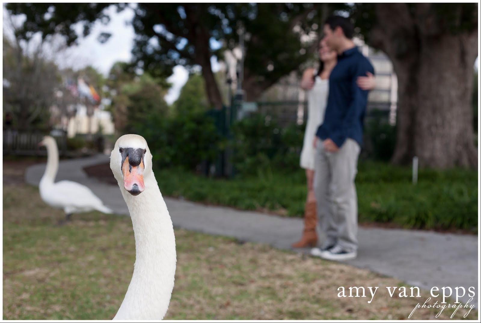 Central Florida Photographer - Amy Van Epps Photography