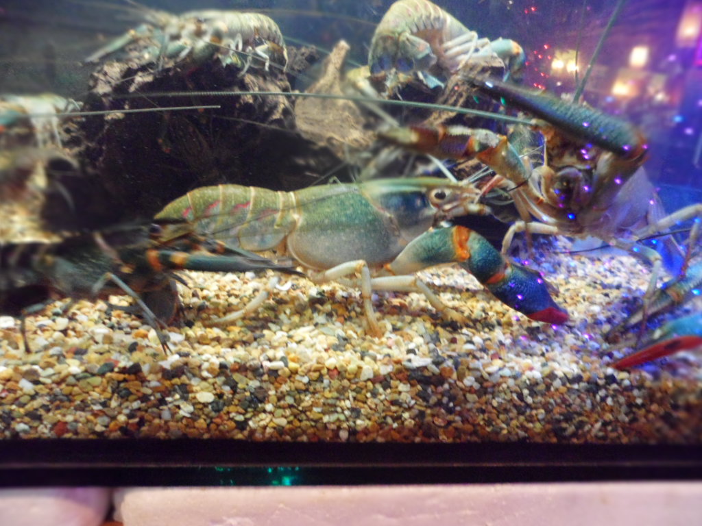 How To Rear a Pet Yabbies (Yabby), My New Pet | ♥ TЇʄʄѦɳѰ ♥