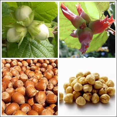 Blog Cikgu ERT: Kekacang