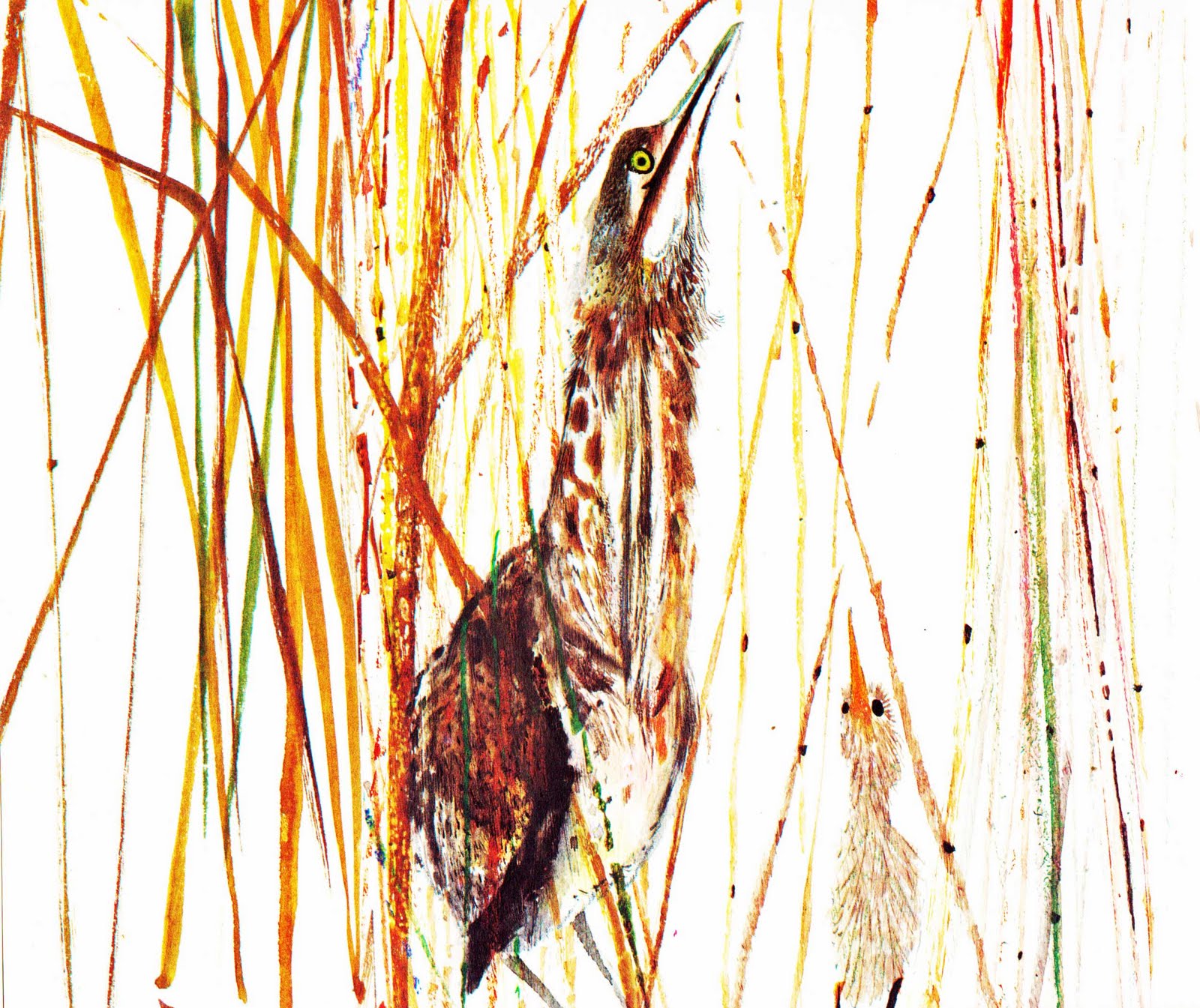 Vintage Kids' Books My Kid Loves: Brian Wildsmith's Birds