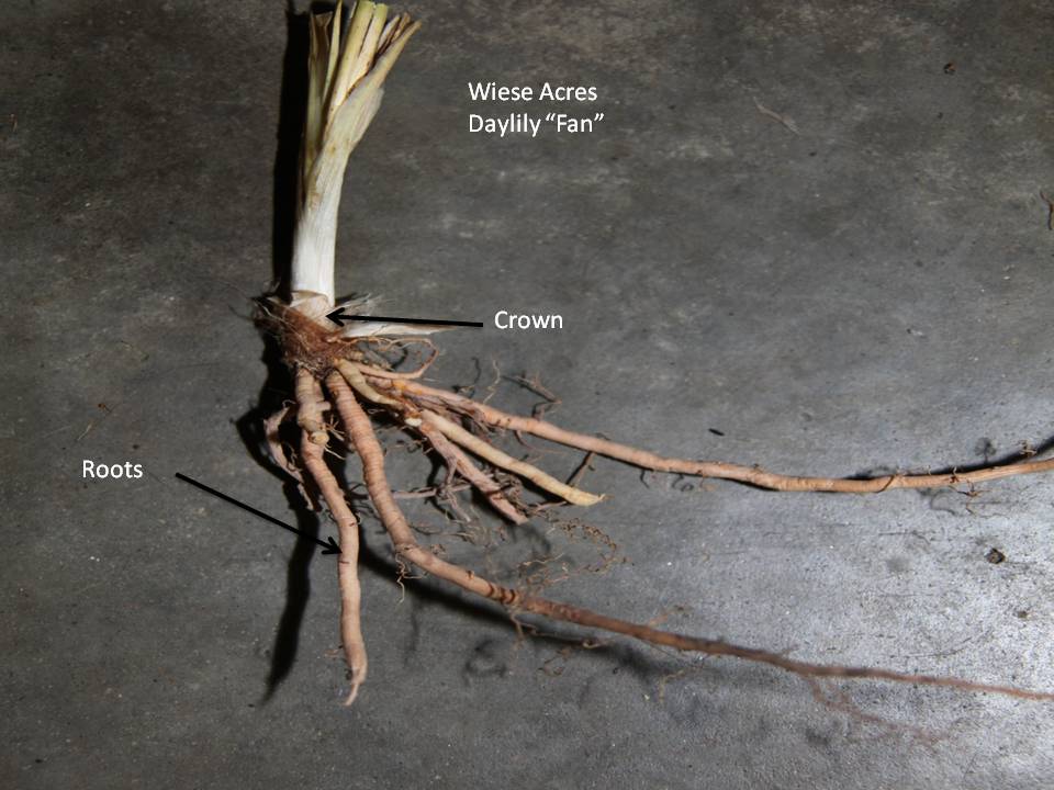 Wiese Acres: Planting Daylilies