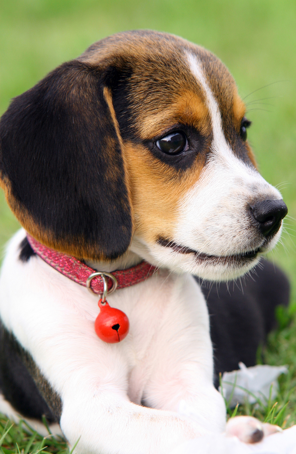 Banco de Imágenes Gratis: Un hermoso perrito llamado "Tamarindo". No me ...