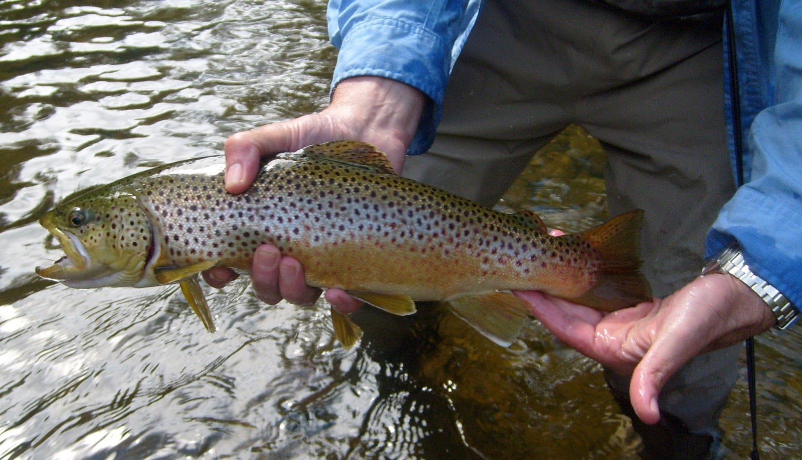 Vermont Fly Fishing: Vermont Trout Fishing