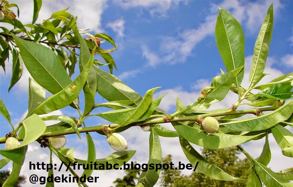Inheems- en uitheems fruit: Perzik- en nectarinevruchten uitdunnen ...