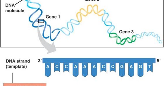 Tahapan-Tahapan Sintesis Protein - Biologi Edukasi: Belajar Sains Biologi