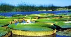 EL MAJESTUOSO RIO PARANA: FLORA DEL DELTA DEL PARANA