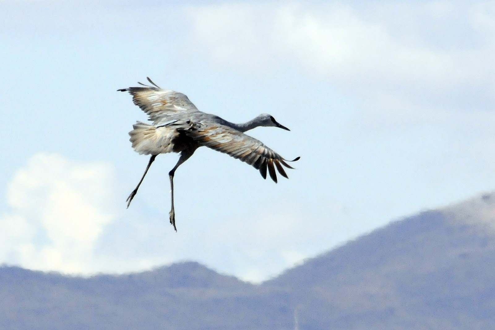 The Nature of Framingham: Flight of the Cranes