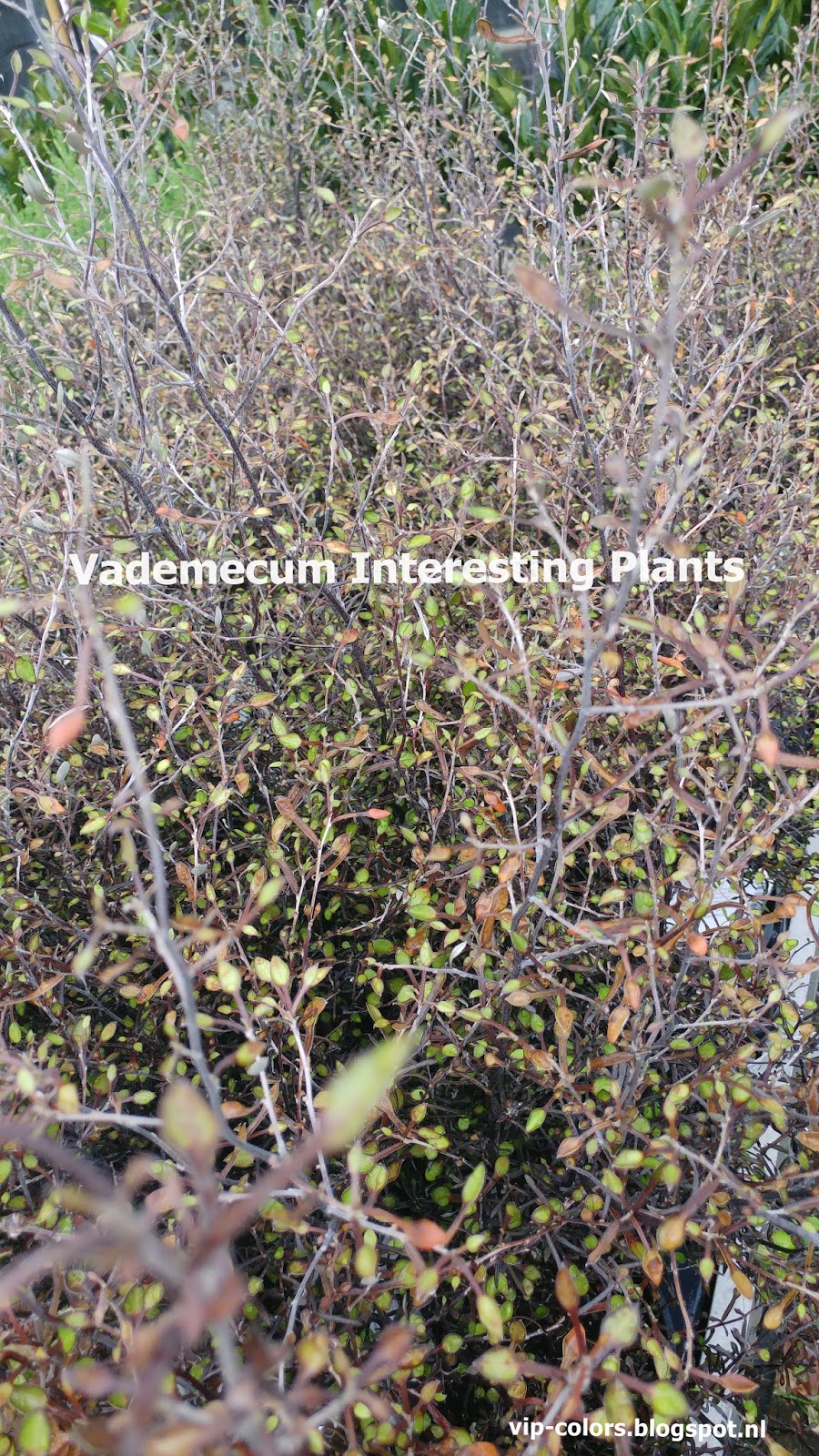 Vademecum Interesting Plants: Corokia - Zigzagstruikje