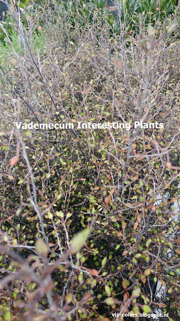 Vademecum Interesting Plants: Corokia - Zigzagstruikje