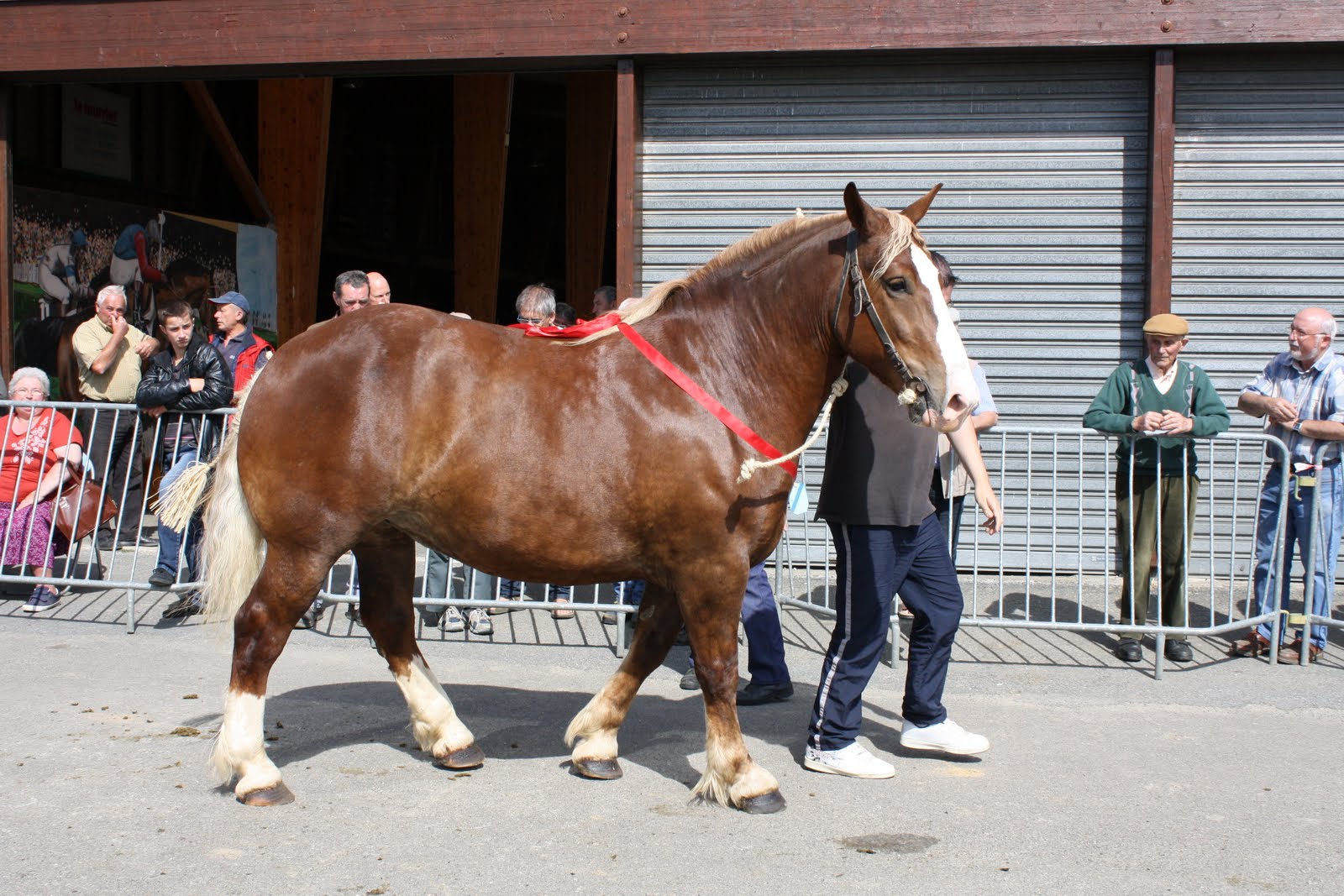 Trait et Postier Breton: Concours de Pouliches Loudéac juillet 2011