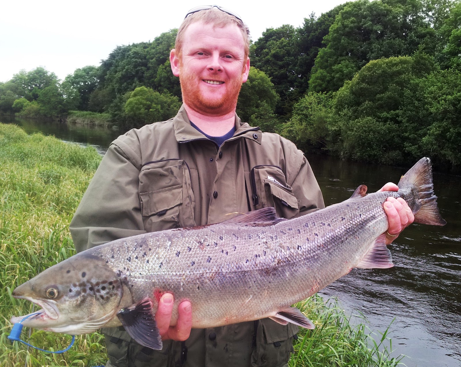 Blackwater Lodge Salmon Fishery: Some fine fish in the last few days.....
