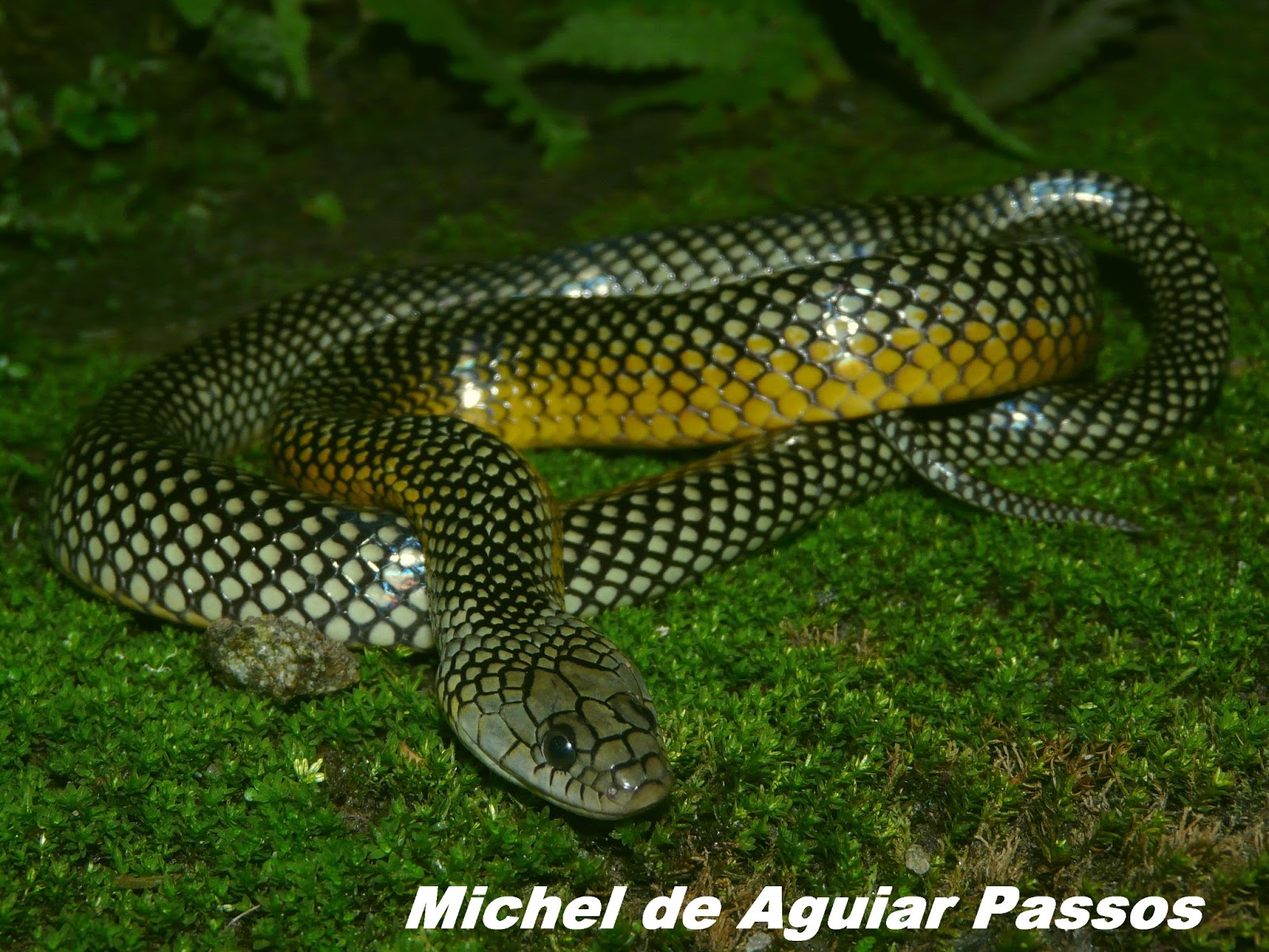 Herpetolife (Inicio): Erythrolamprus miliaris (Linnaeus, 1758)
