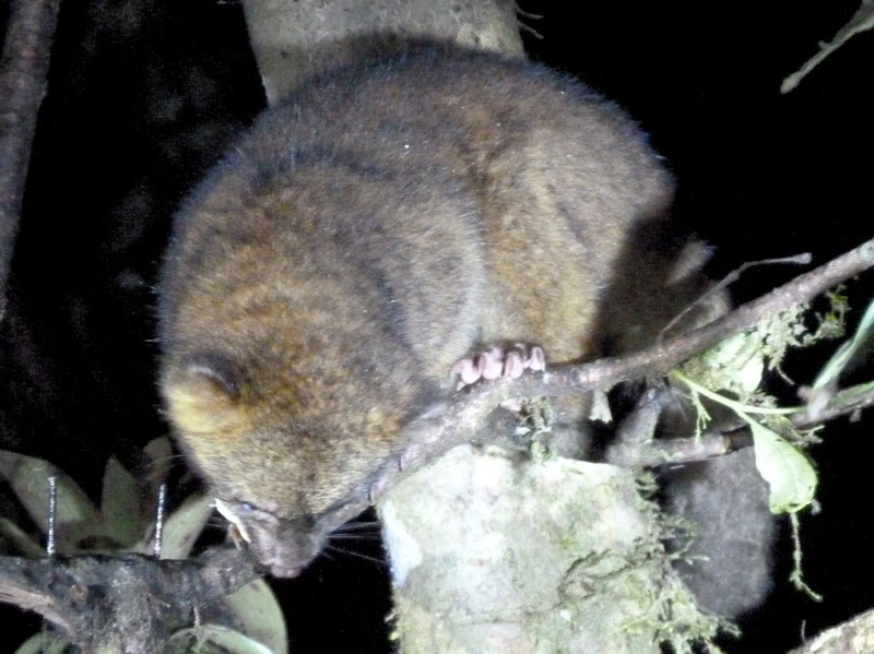 Ian Fraser, talking naturally: Enter Olinguito