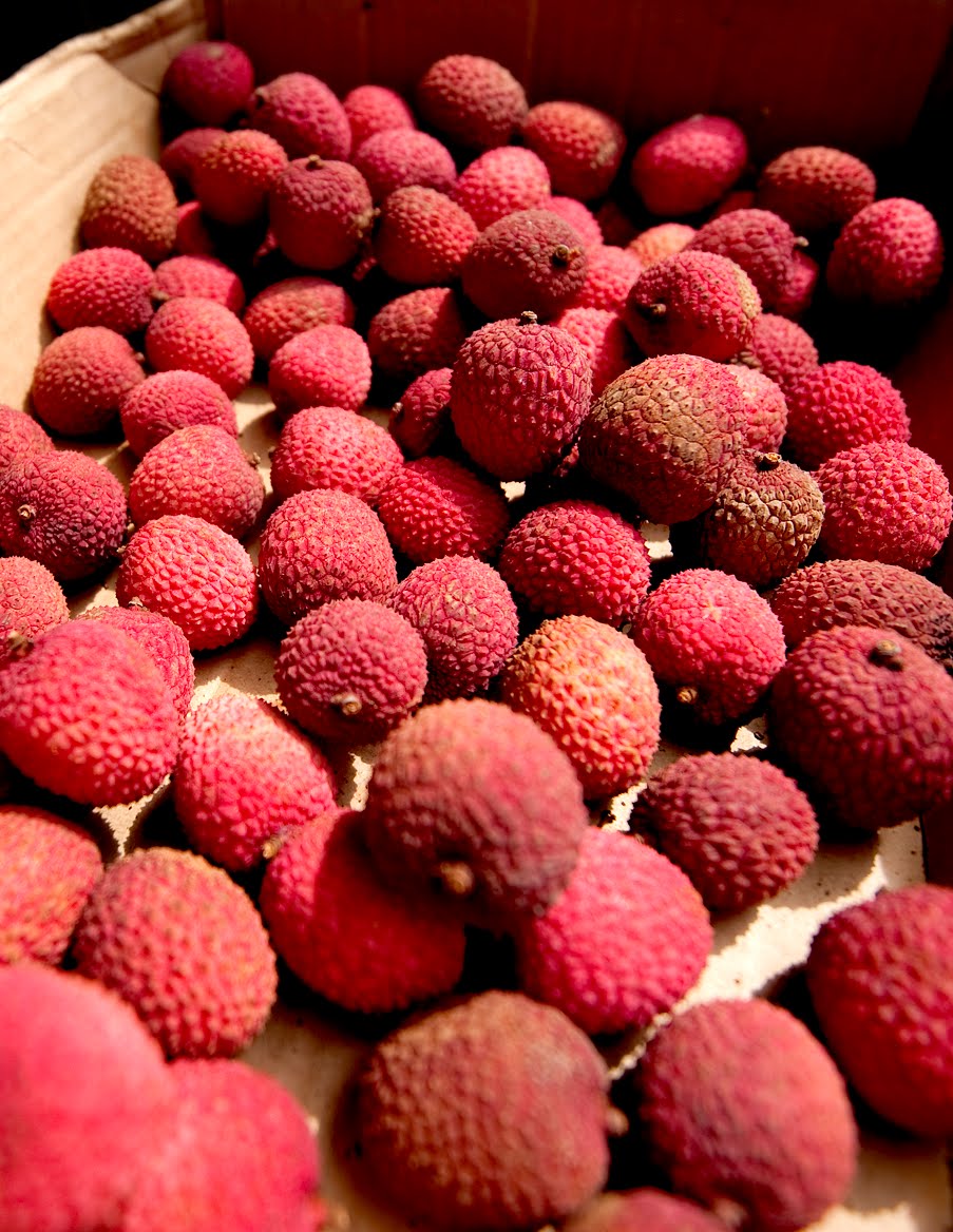 Congo to Cuba, via Miami: Miami-Dade County Fruit and Spice Park.