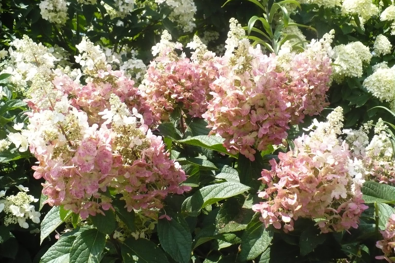 Hydrangea, Hortensja: Hydrangea paniculata (Hortensja bukietowa)'Ruby' ANGEL'S BLUSH