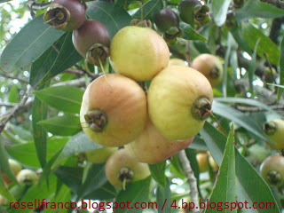 Geovida A.C. Cultura Ambiental: Pomarrosa, fruto que se pierde