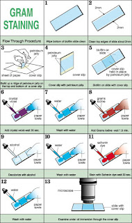 #BE_MUHARRIKAH*MIKRO: IDENTIFIKASI MIKROBA METODE PEWARNAAN GRAM