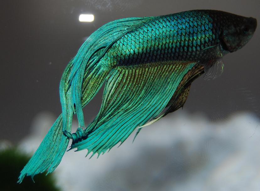 IMÁGENES Y FOTOS DE ANIMALES: Pez Beta