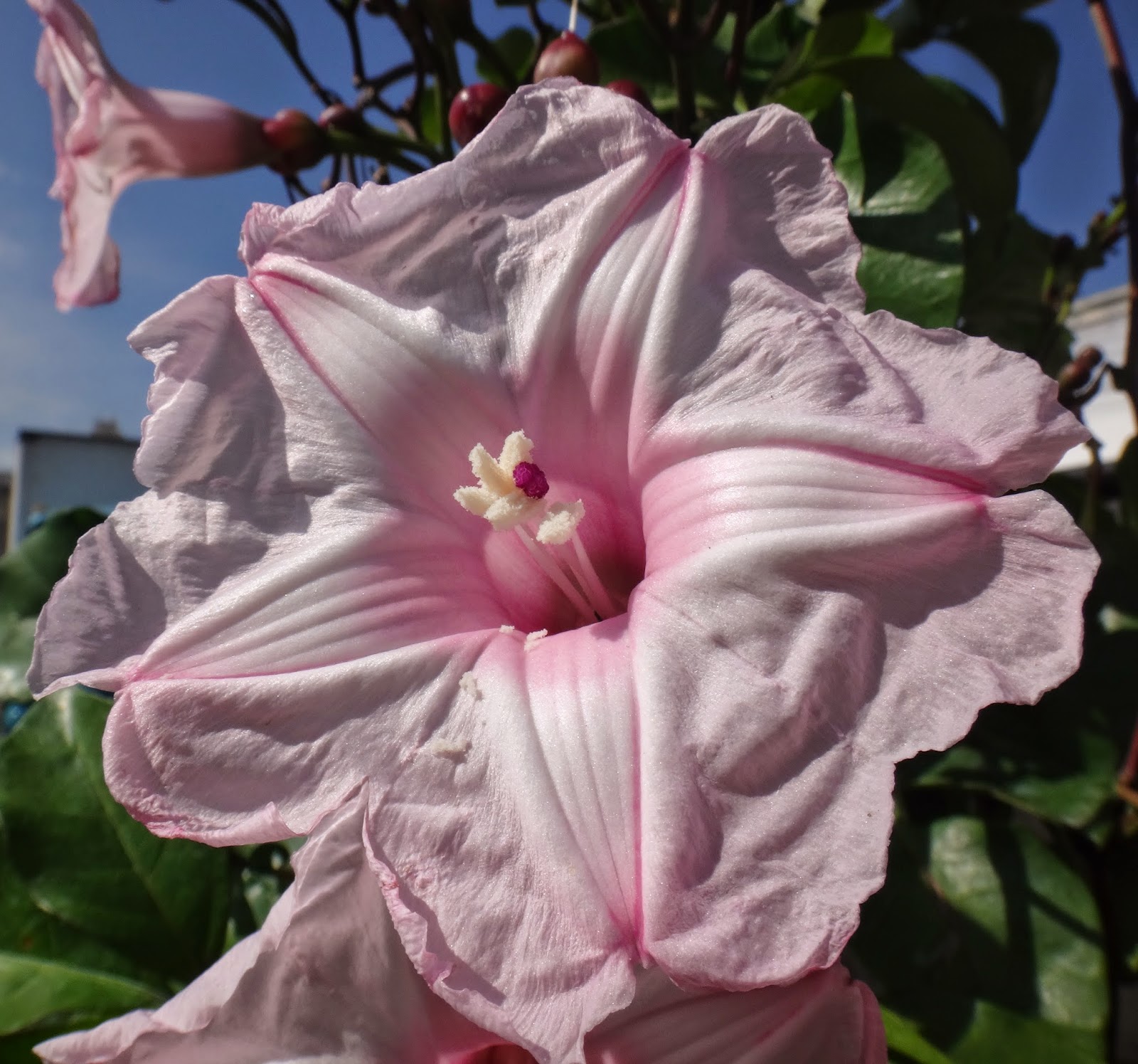 Uma flor por dia: Ipoméia rosa